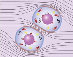 Sutter-CURIS Conventional - Endotherapeutics